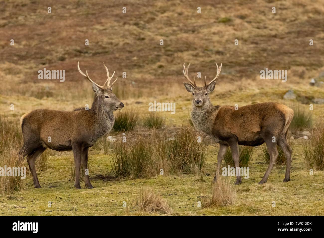 Pair of male stags together in the remote scottish hillside Stock Photo ...