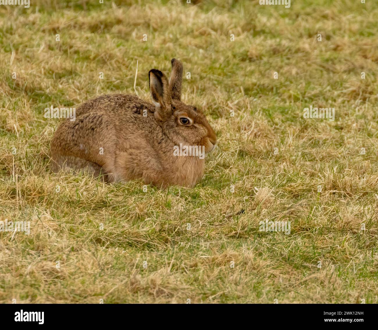 Wild brown hare lying in a green field Stock Photo - Alamy