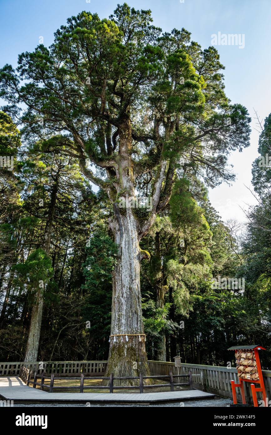 800 years old giant tree at Kirishima Jingu 霧島神宮, a Shinto shrine ...