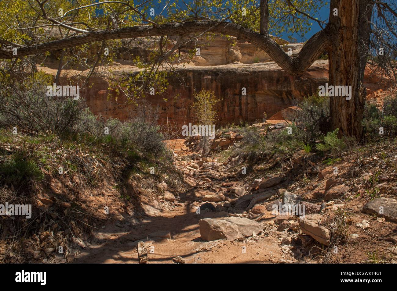 A picturesque spot on the Mice Mine trail near Grand Junction Colorado ...