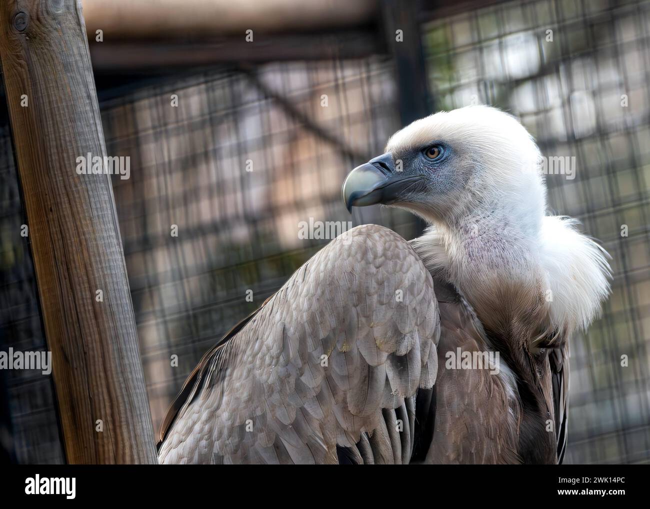 Graceful Griffon Vulture soaring over the Gambian landscape, a majestic ...
