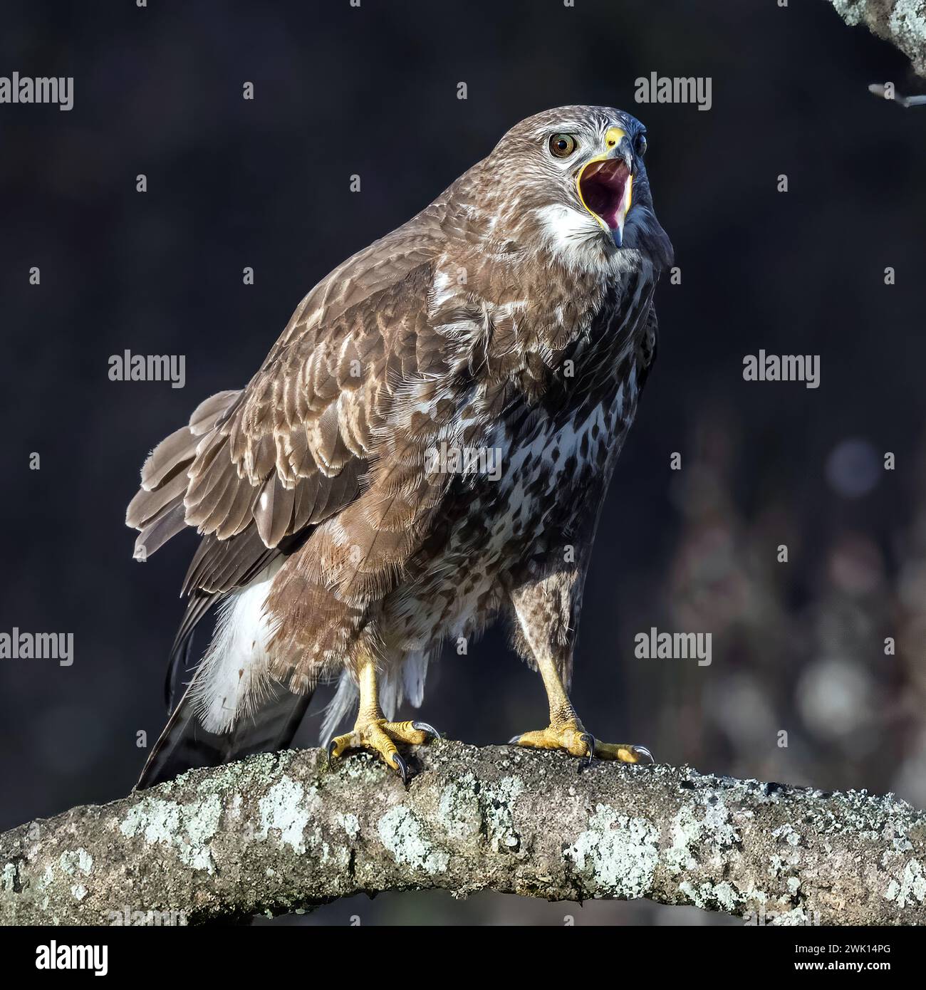 Koogart hi-res stock photography and images - Alamy