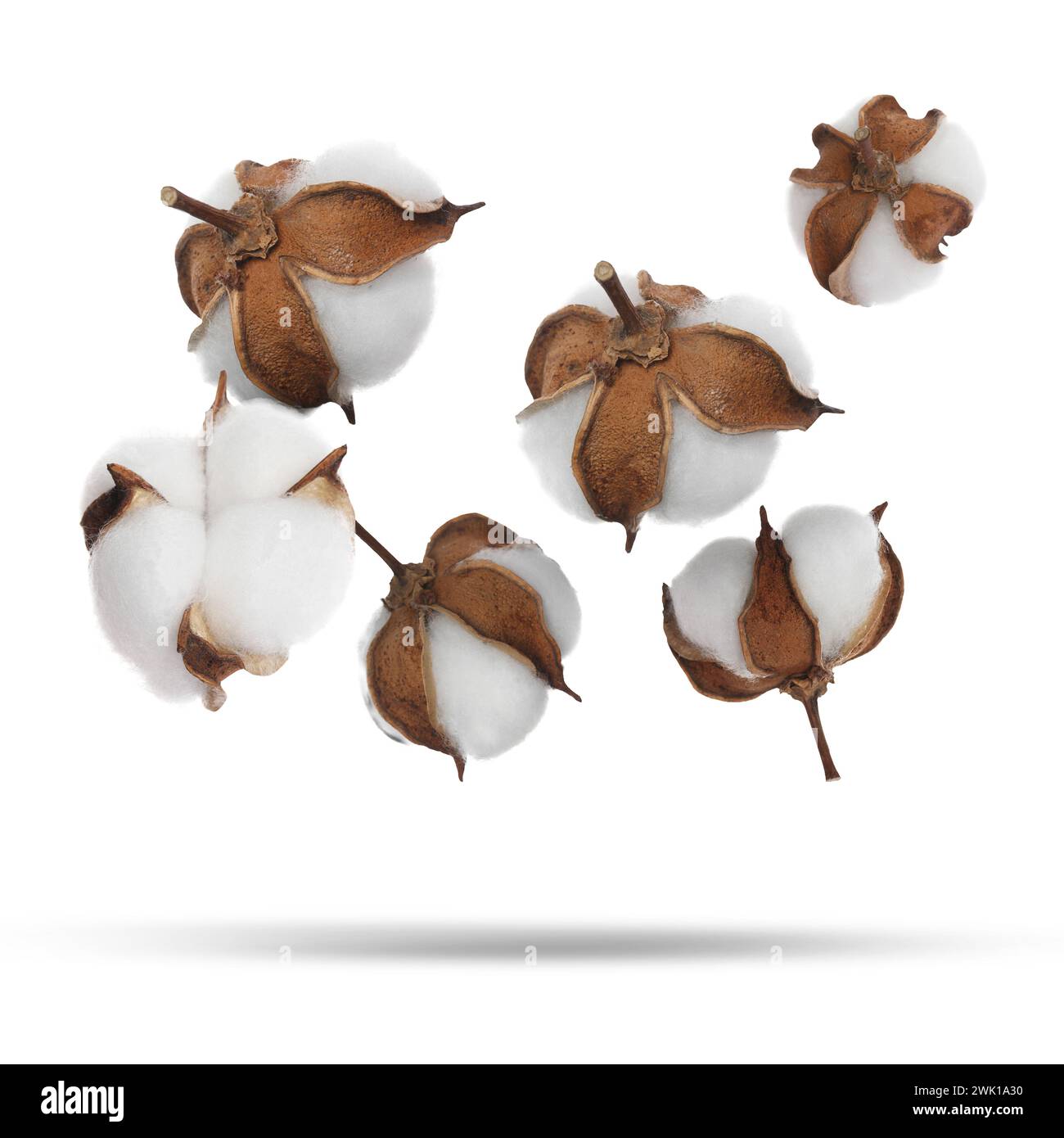 Beautiful cotton flowers falling on white background Stock Photo - Alamy