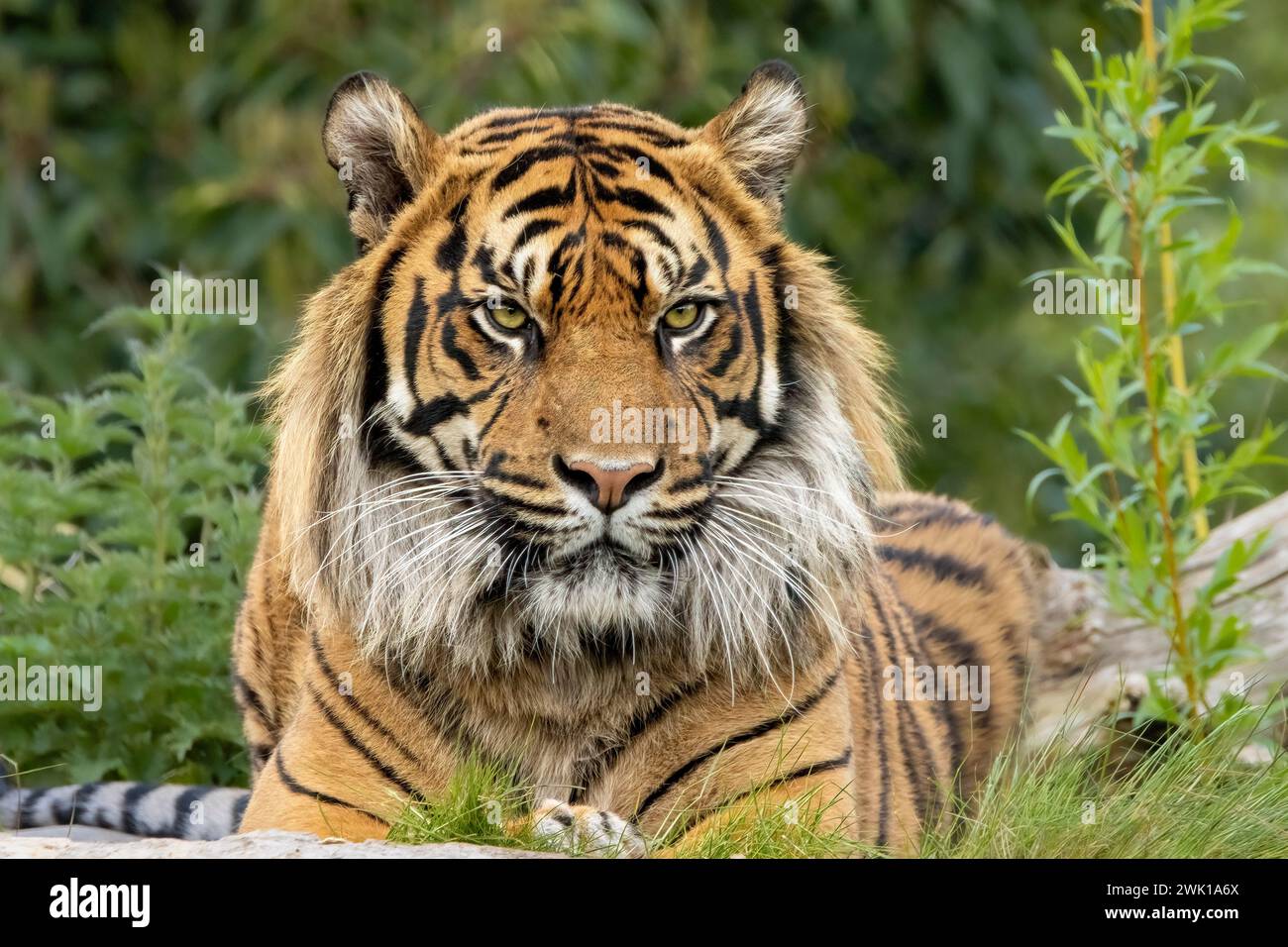 Dash, male Sumatran tiger Stock Photo - Alamy