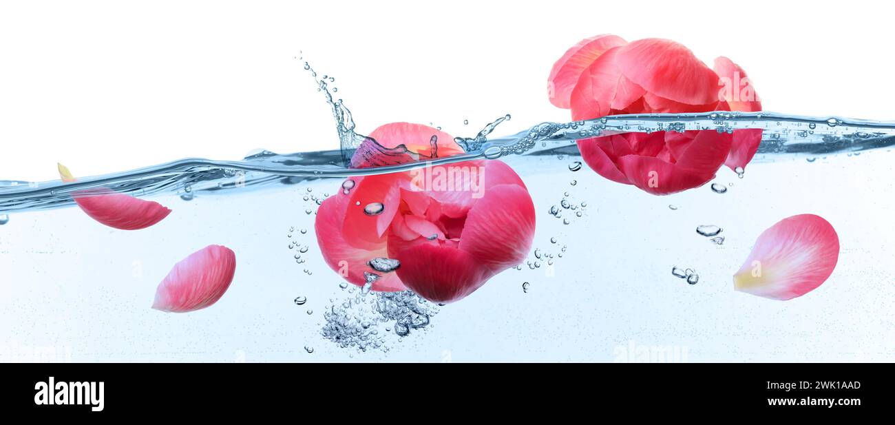 Beautiful coral peony flower buds falling into water on white ...