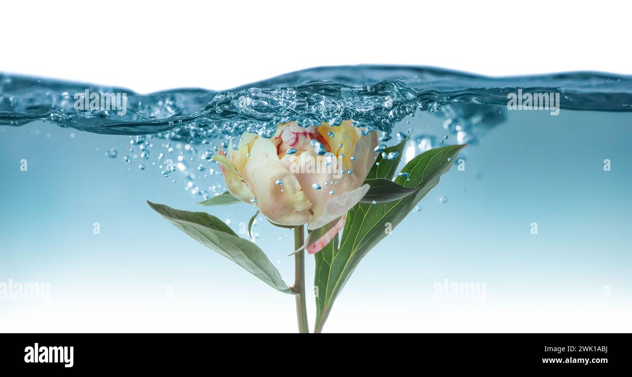 Wet peony leaves water hi-res stock photography and images - Alamy