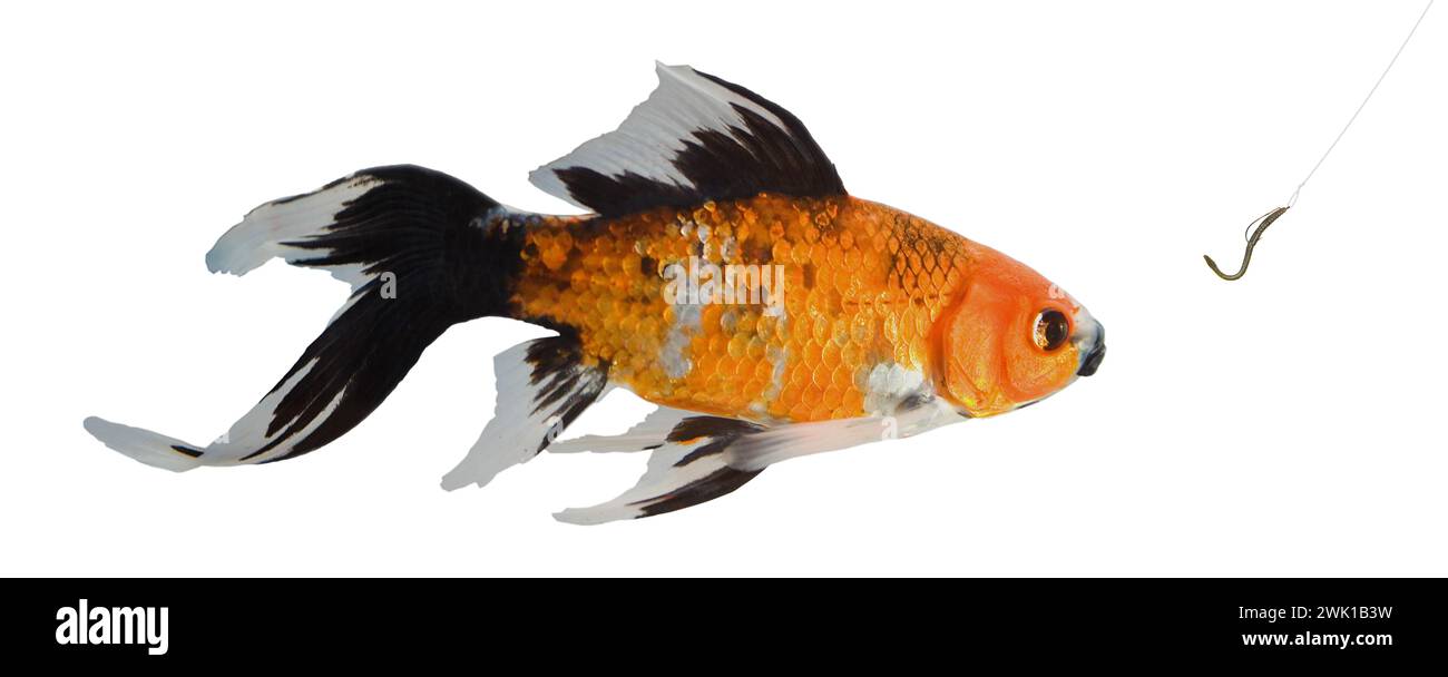 Rubber worm and hook used for fishing with a colorful fish coming up ...