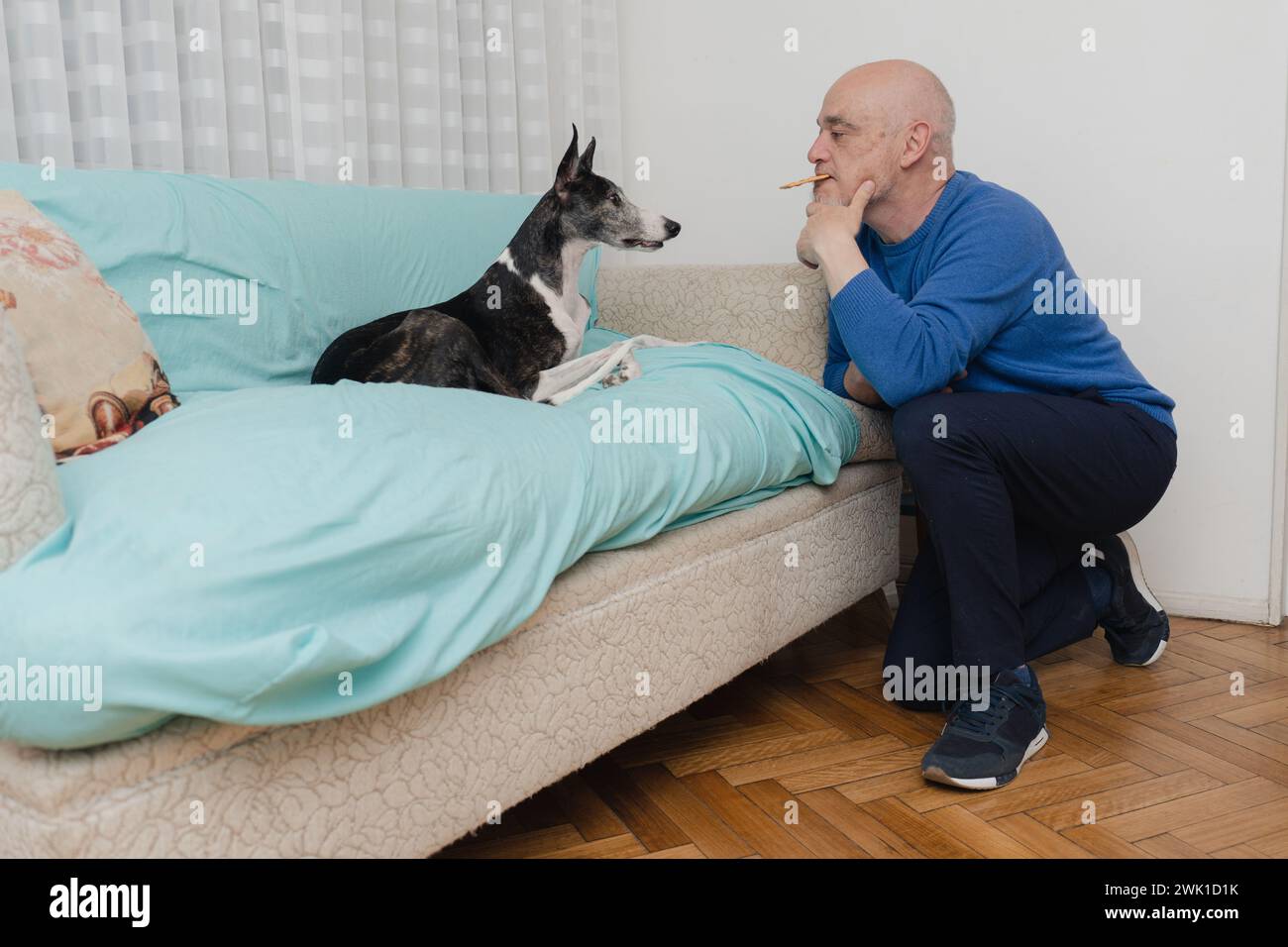 A bald man on his knees with a cookie between his teeth trains his ...