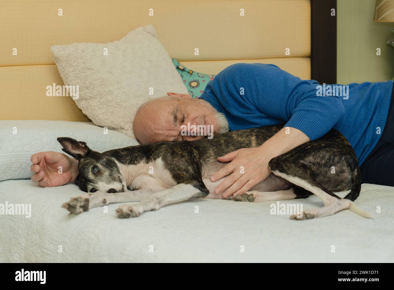 A bald man with a white beard enjoys a nap with his greyhound dog ...
