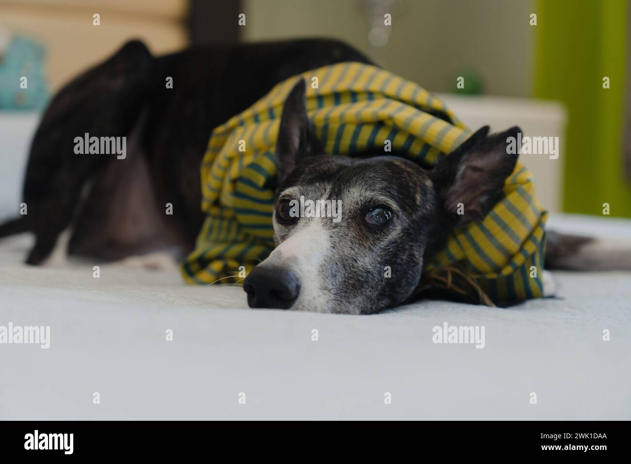 Greyhound bed hi-res stock photography and images - Alamy