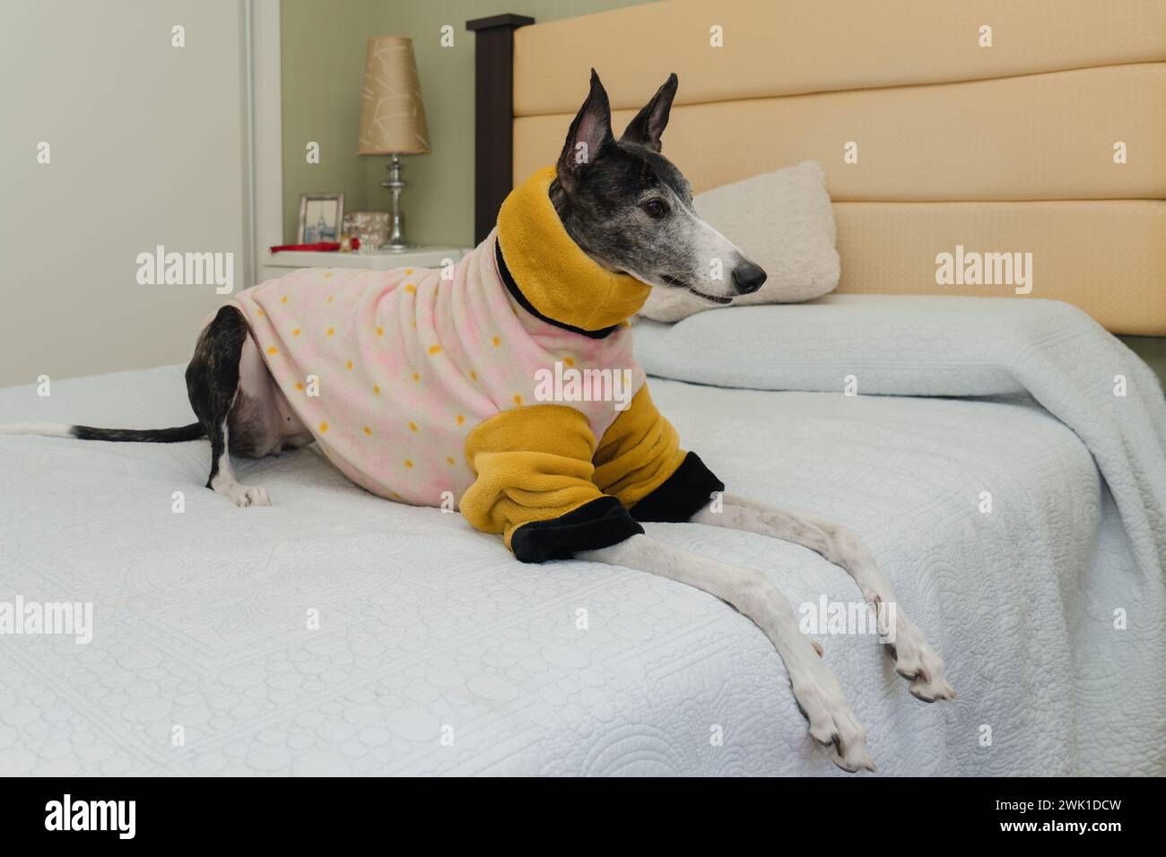 A greyhound dog with an orange and pink coat to keep her warm, sitting ...