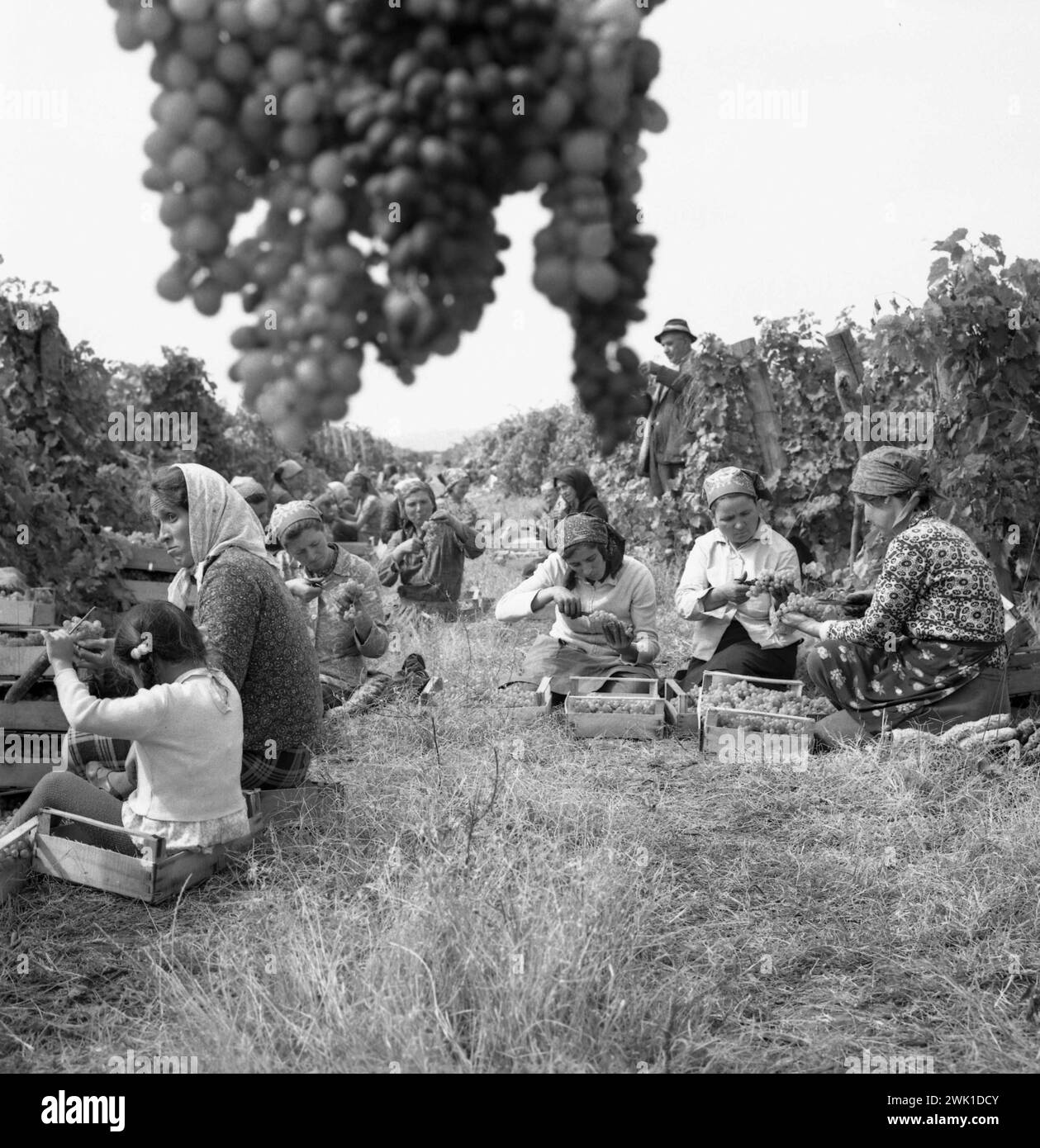 Grapes workers vineyard Black and White Stock Photos & Images - Alamy