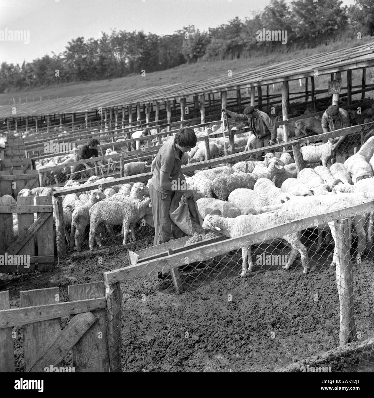 State agricultural cooperative in communist Romania, in the 1970s ...