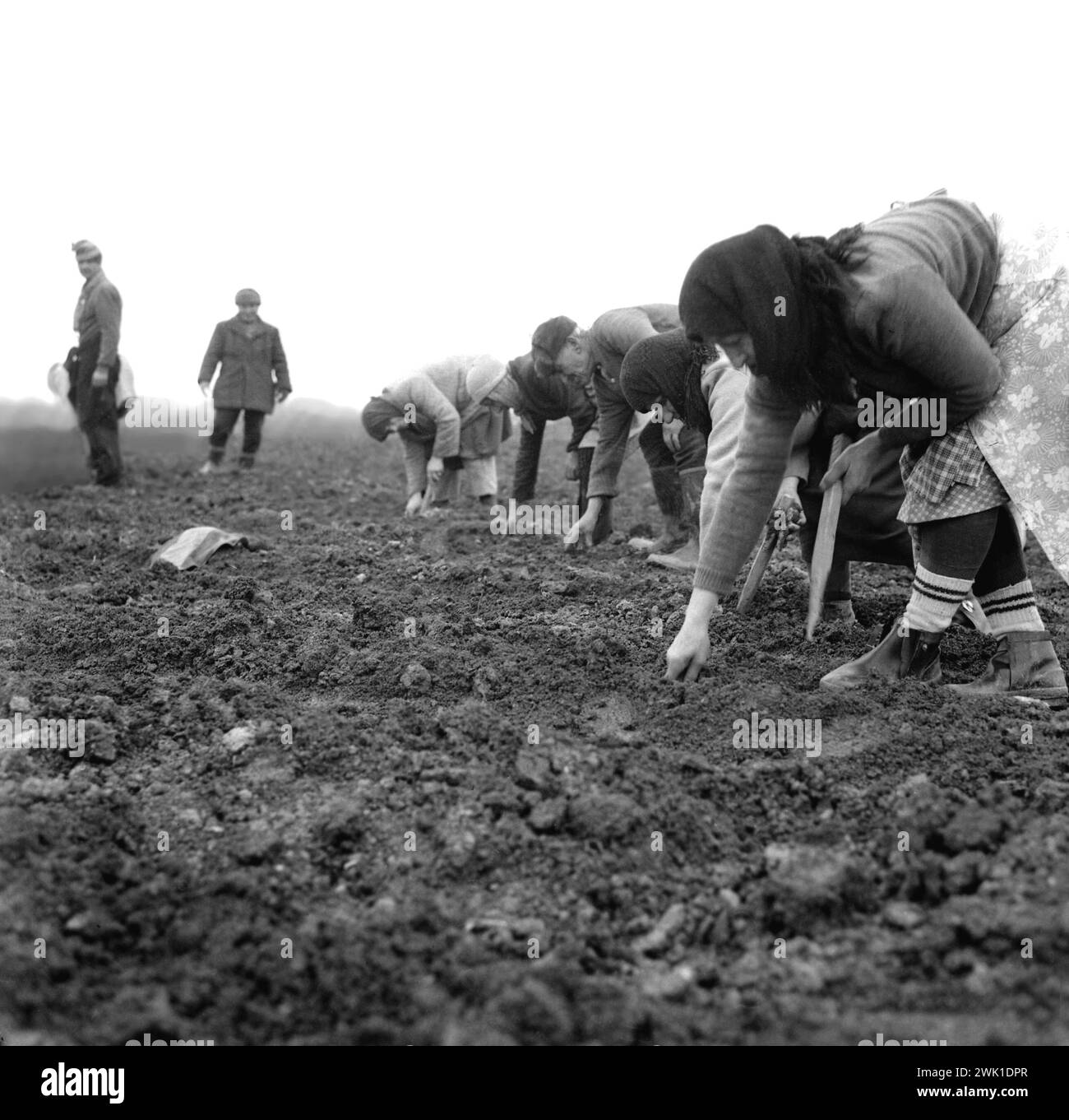 State agricultural cooperative in communist Romania, in the 1970s ...