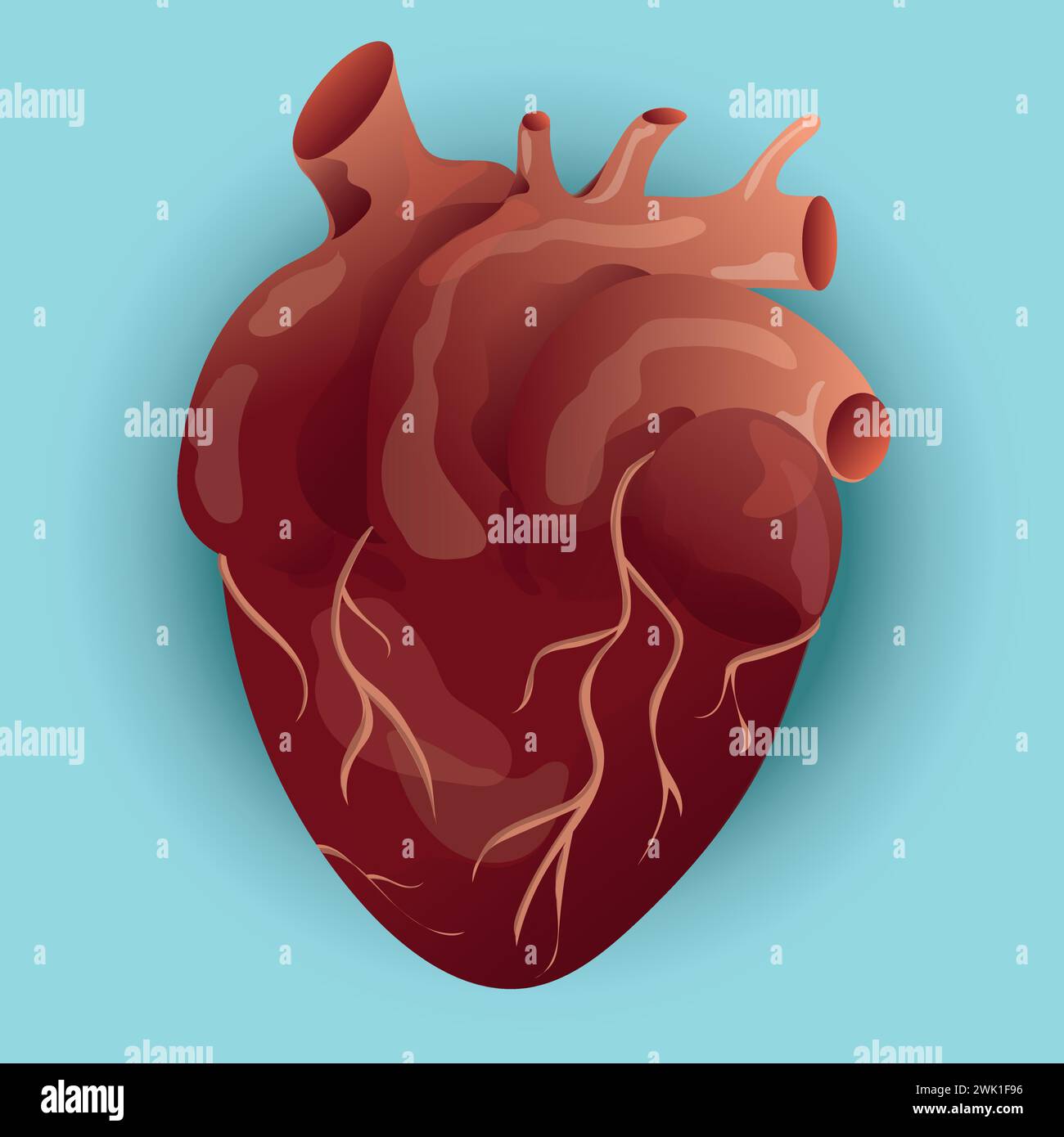 Detailed Vector Illustration Of The Human Heart With Venous System Against A Blue Backdrop