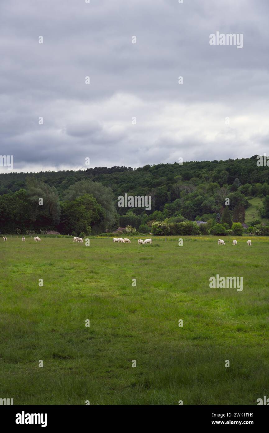 Normandy farm landscape hi-res stock photography and images - Alamy