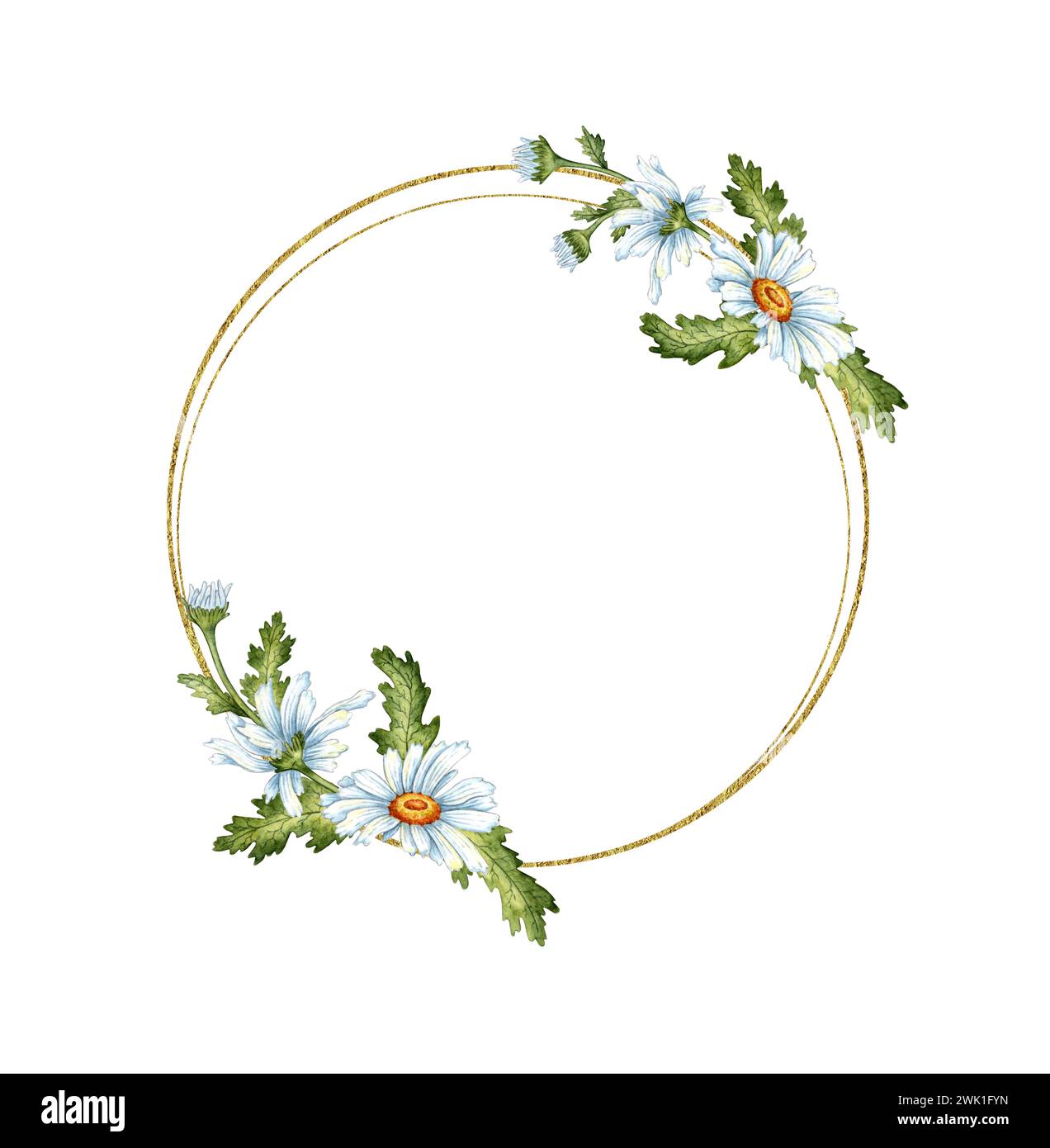Watercolor illustration of a golden round frame of white daisies, buds ...