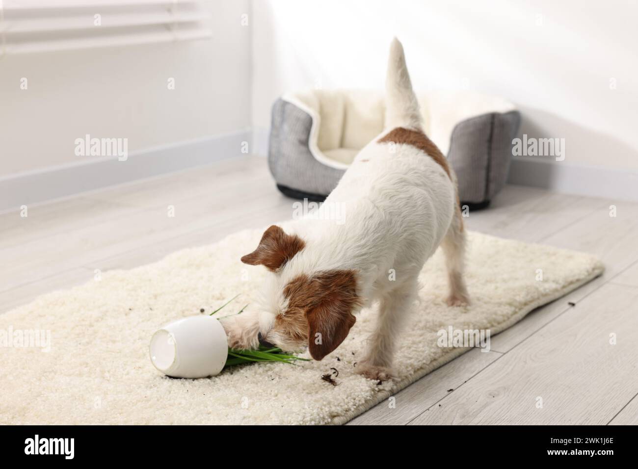 Cute dog near overturned houseplant on rug indoors Stock Photo - Alamy