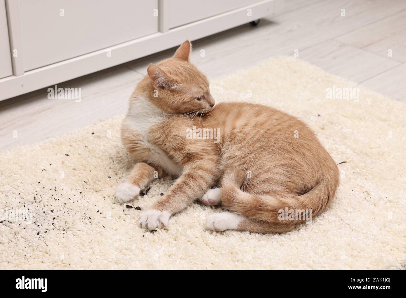Cute ginger cat on carpet with scattered soil indoors Stock Photo - Alamy