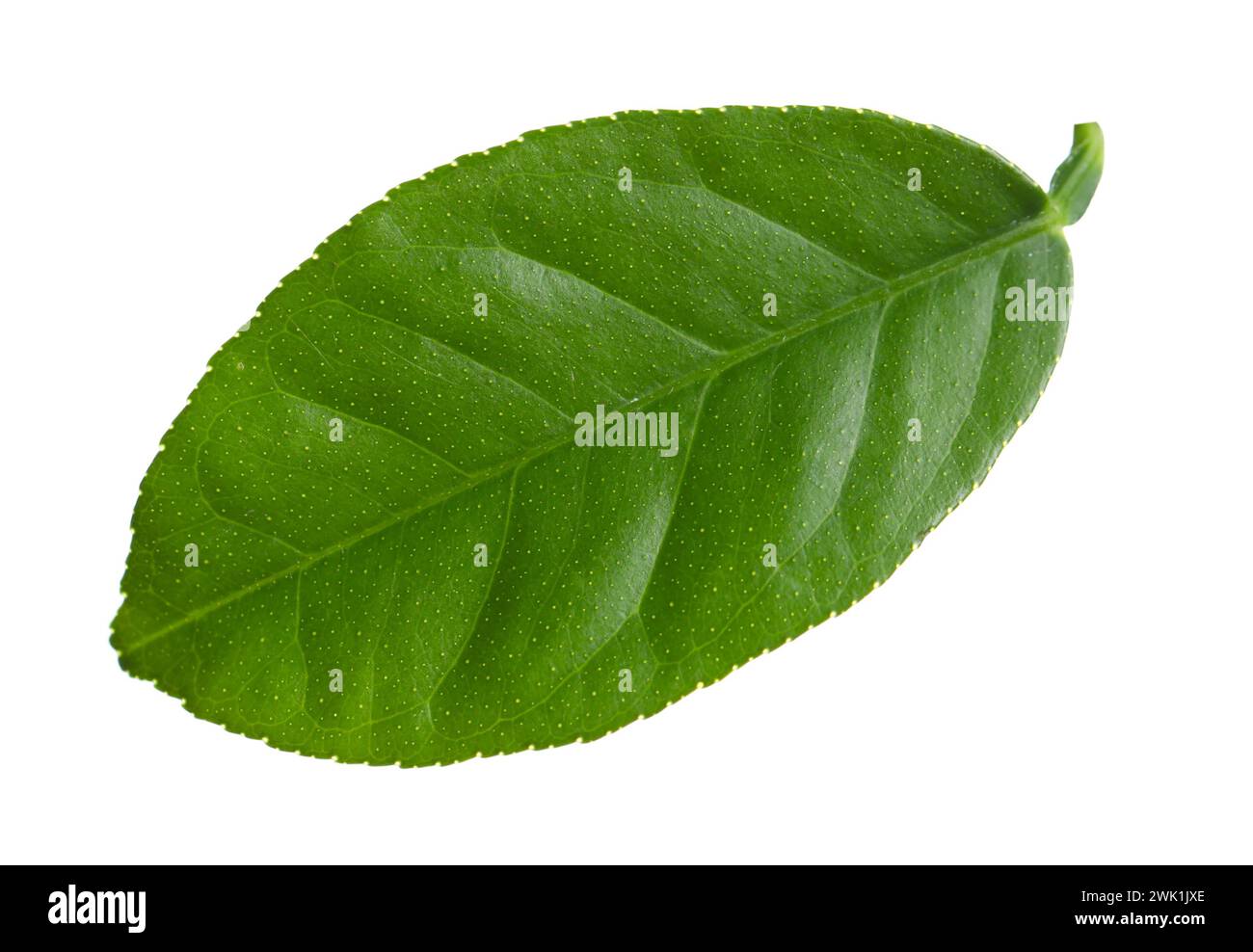 Green leaf lemon tree hi-res stock photography and images - Alamy