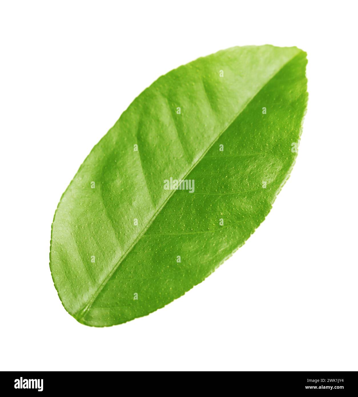 Green leaf of lemon tree isolated on white Stock Photo - Alamy