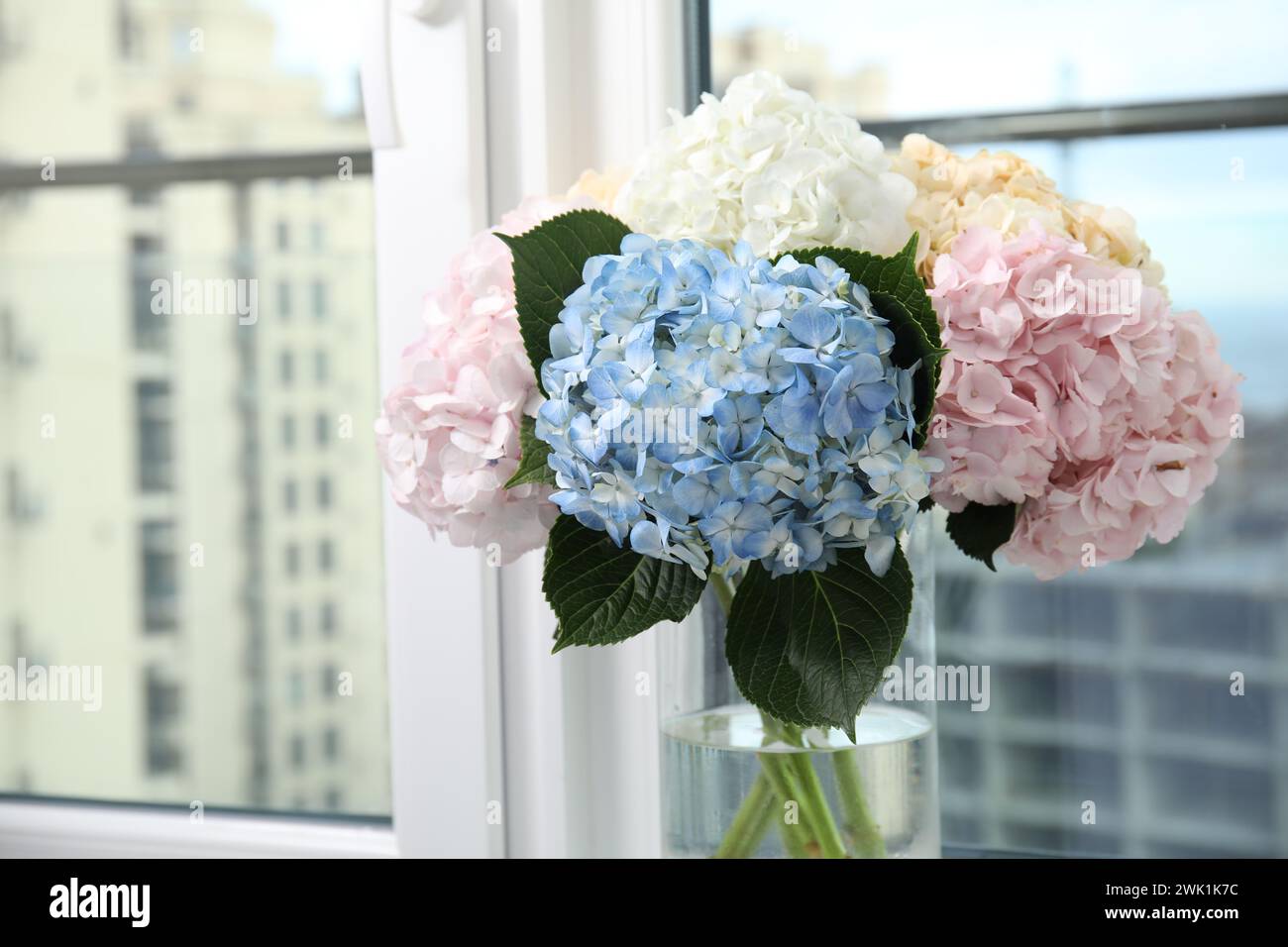 Beautiful hydrangea flowers in vase near window, closeup Stock Photo ...