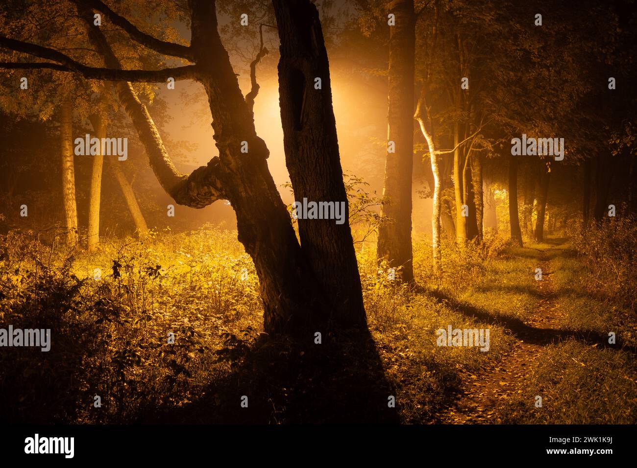 Light behind trees hi-res stock photography and images - Alamy