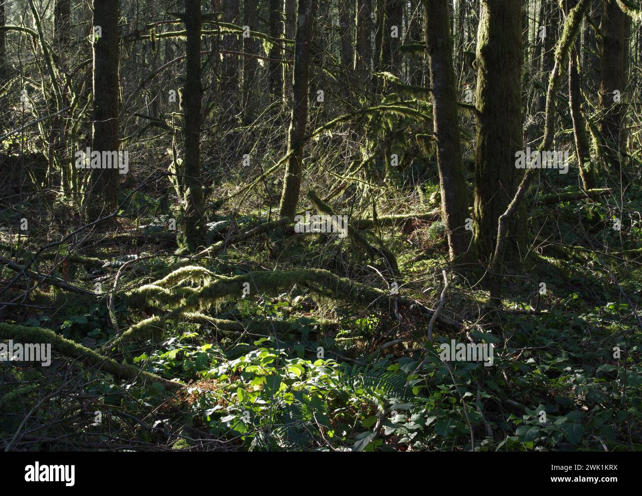 West Coast Rainforest, Langley, BC, Canada Stock Photo - Alamy