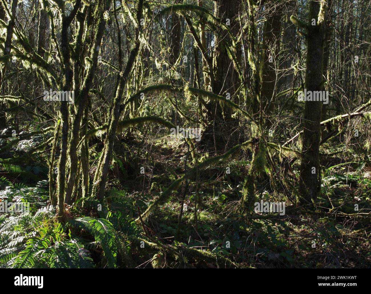 West Coast Rainforest, Langley, BC, Canada Stock Photo - Alamy