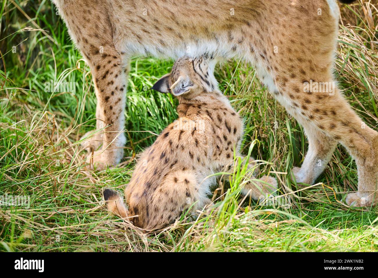 Eurasian lynx (Lynx lynx) youngster drinking milk from its mother while ...