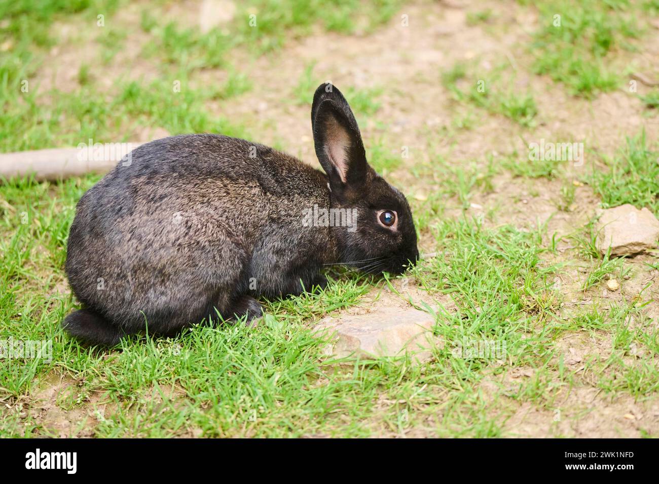 Domesticated rabbit (Oryctolagus cuniculus forma domestica) sitting on ...