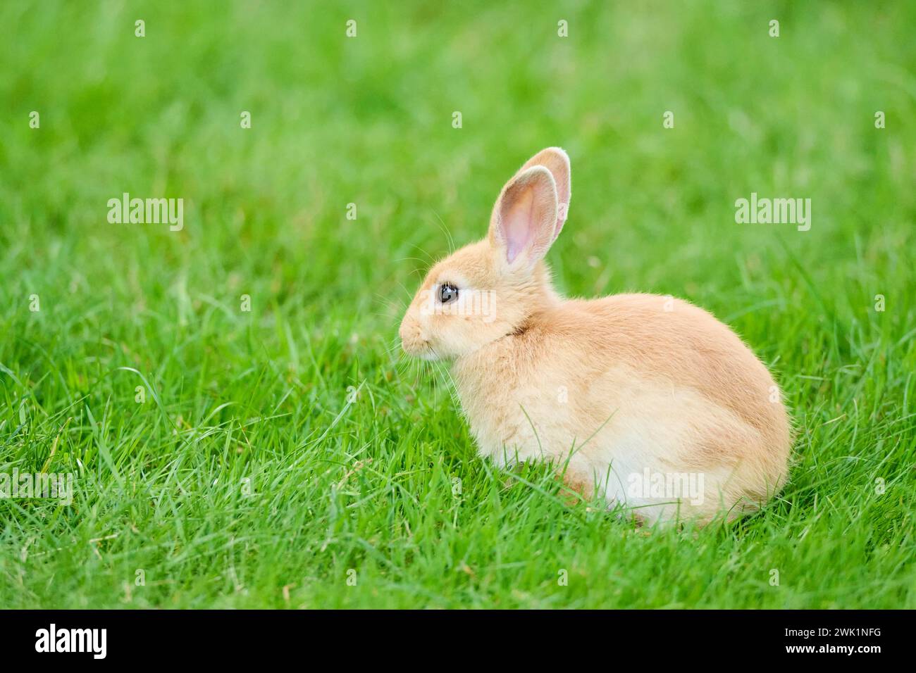 Domesticated rabbit (Oryctolagus cuniculus forma domestica) sitting on ...