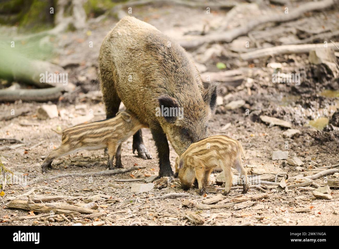 Wild boar (Sus scrofa) mother with its squeaker in a forest, Bavaria ...