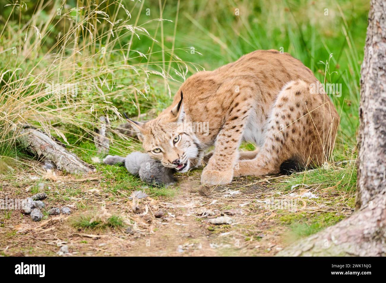 Eurasian lynx (Lynx lynx) sitting in the forest eating its kill ...