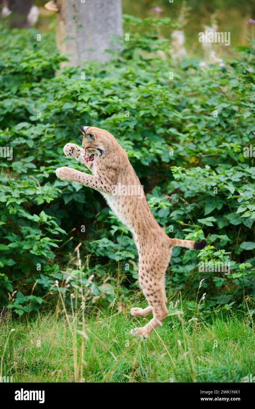 Eurasian lynx (Lynx lynx) jumping in the air, hunting, Bavaria, Germany ...