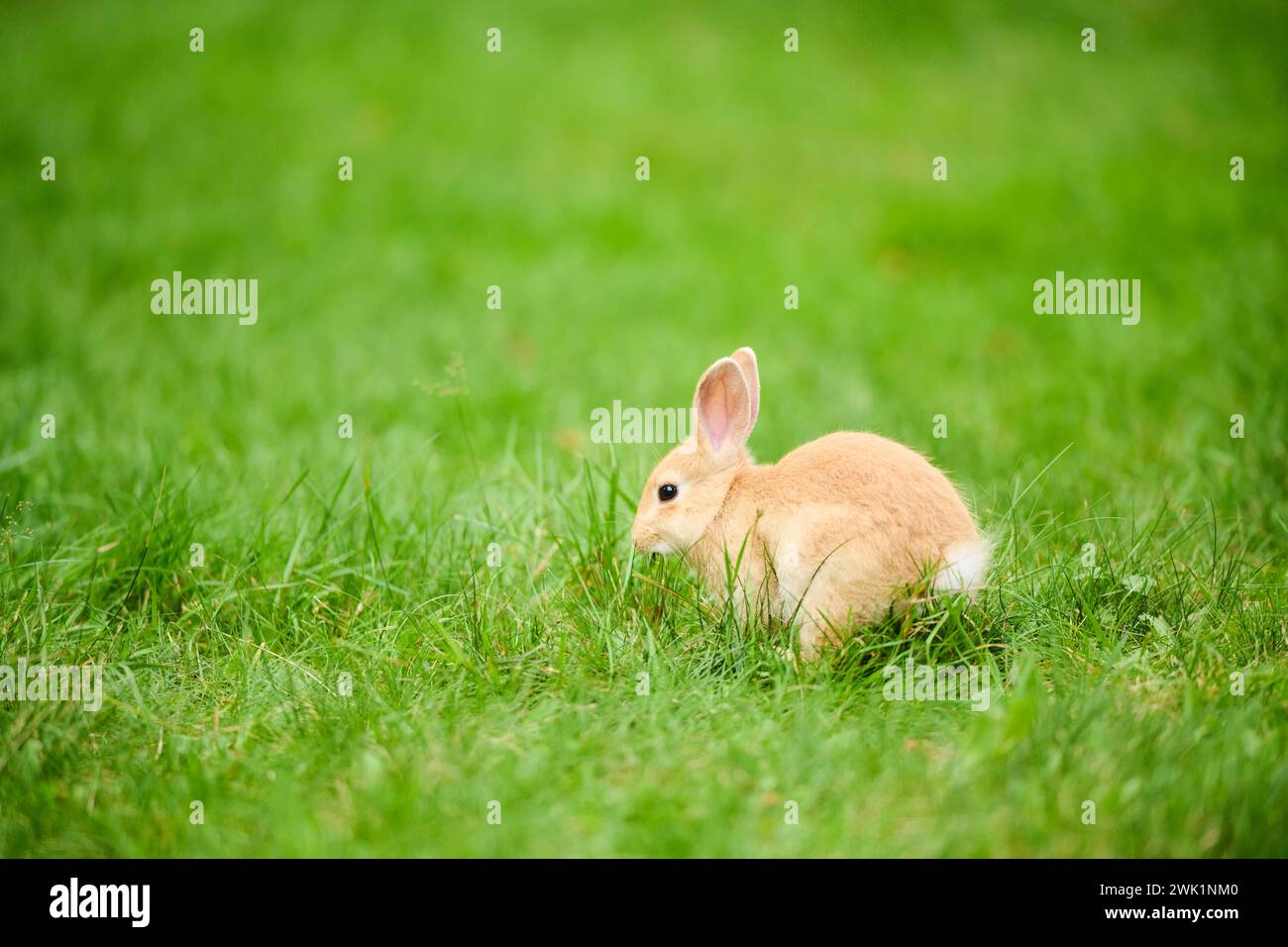 Domesticated rabbit (Oryctolagus cuniculus forma domestica) sitting on ...