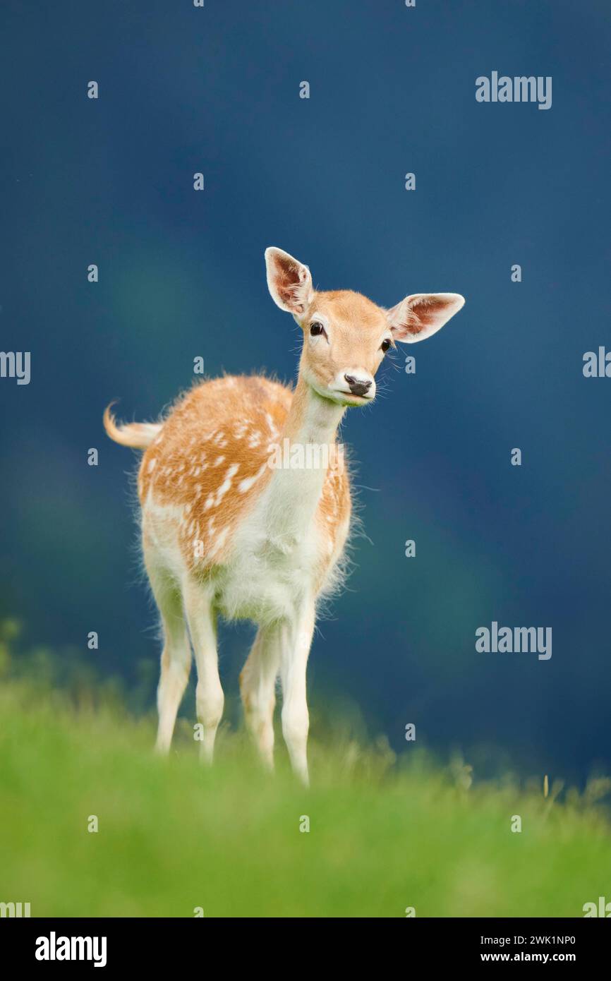 European fallow deer (Dama dama) doe standing on a meadow, Kitzbuehel ...