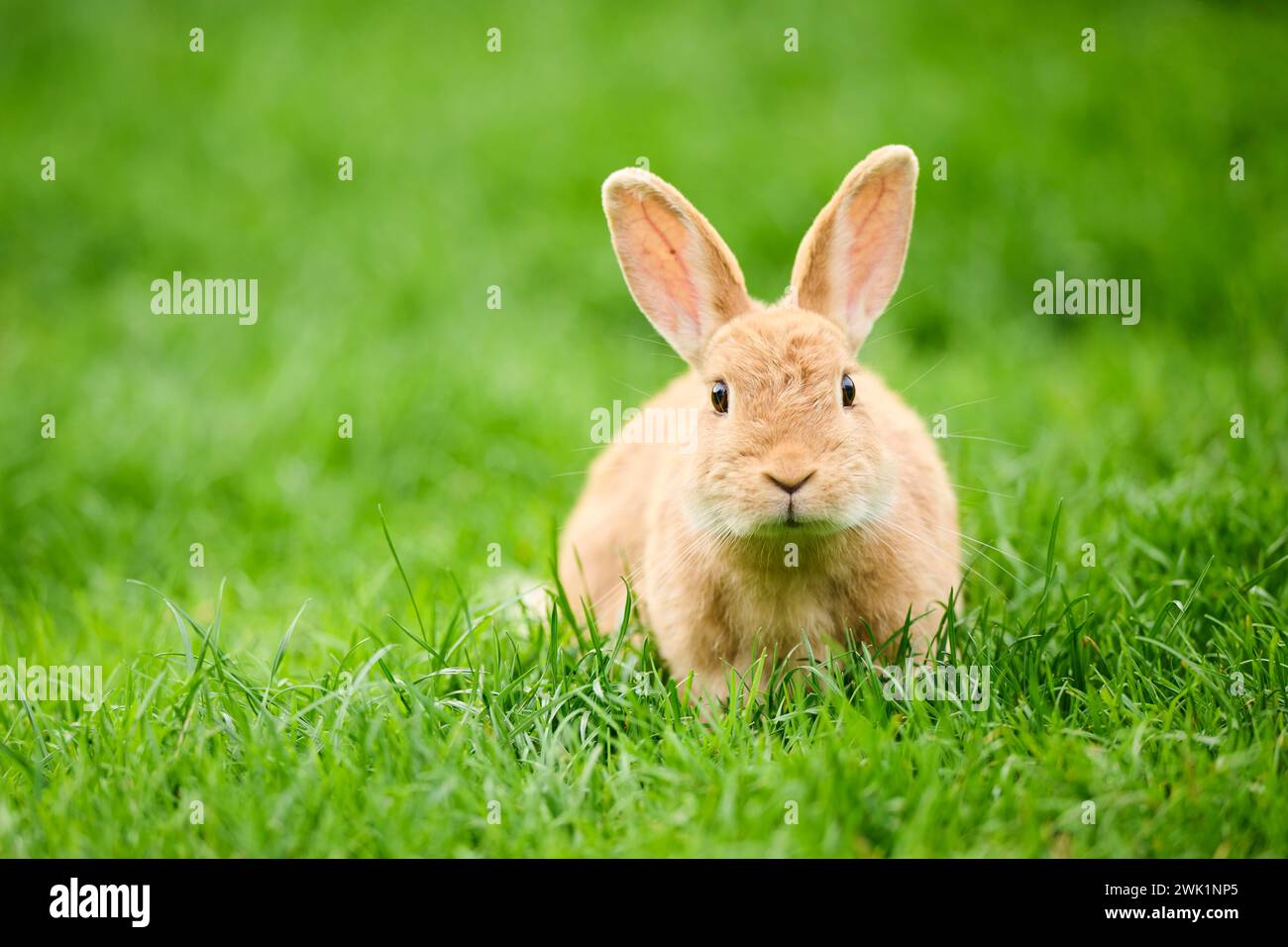 Domesticated rabbit (Oryctolagus cuniculus forma domestica) sitting on ...
