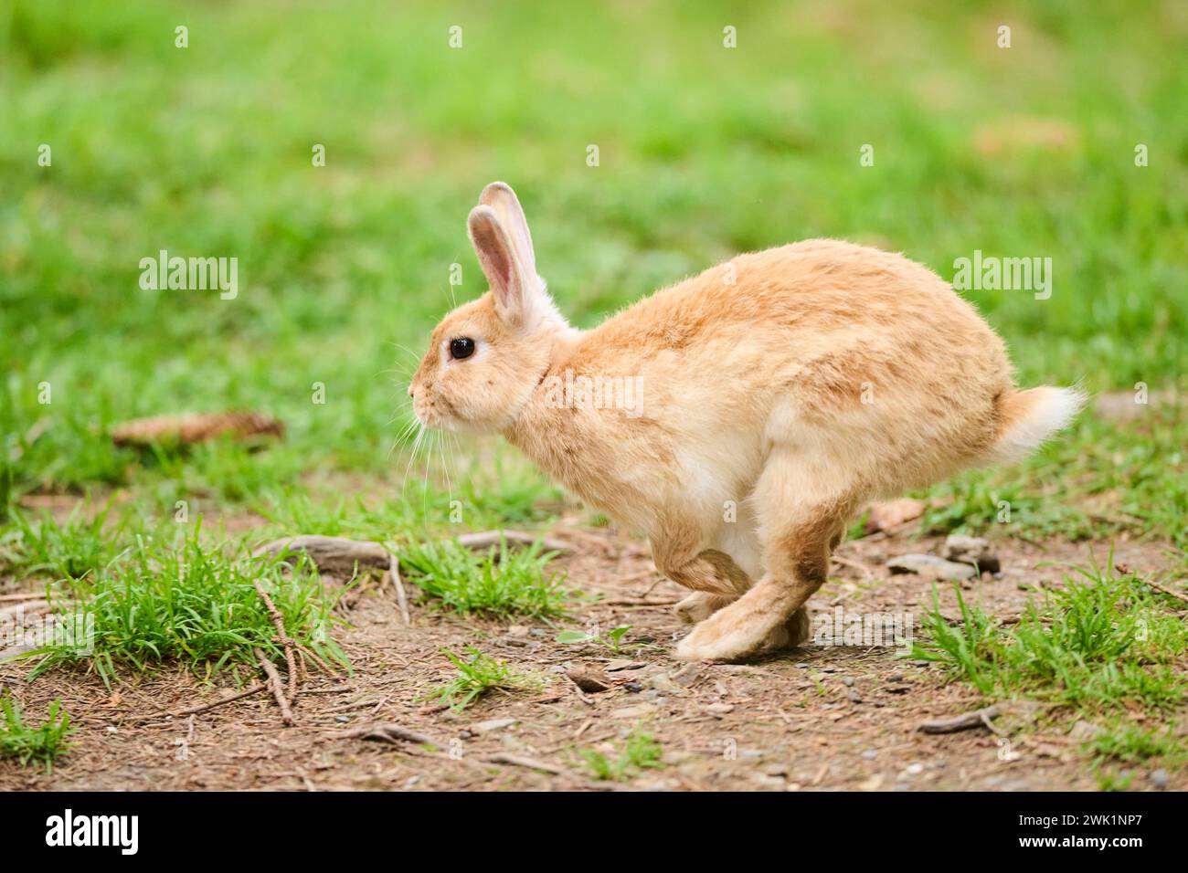 Domesticated rabbit (Oryctolagus cuniculus forma domestica) running ...