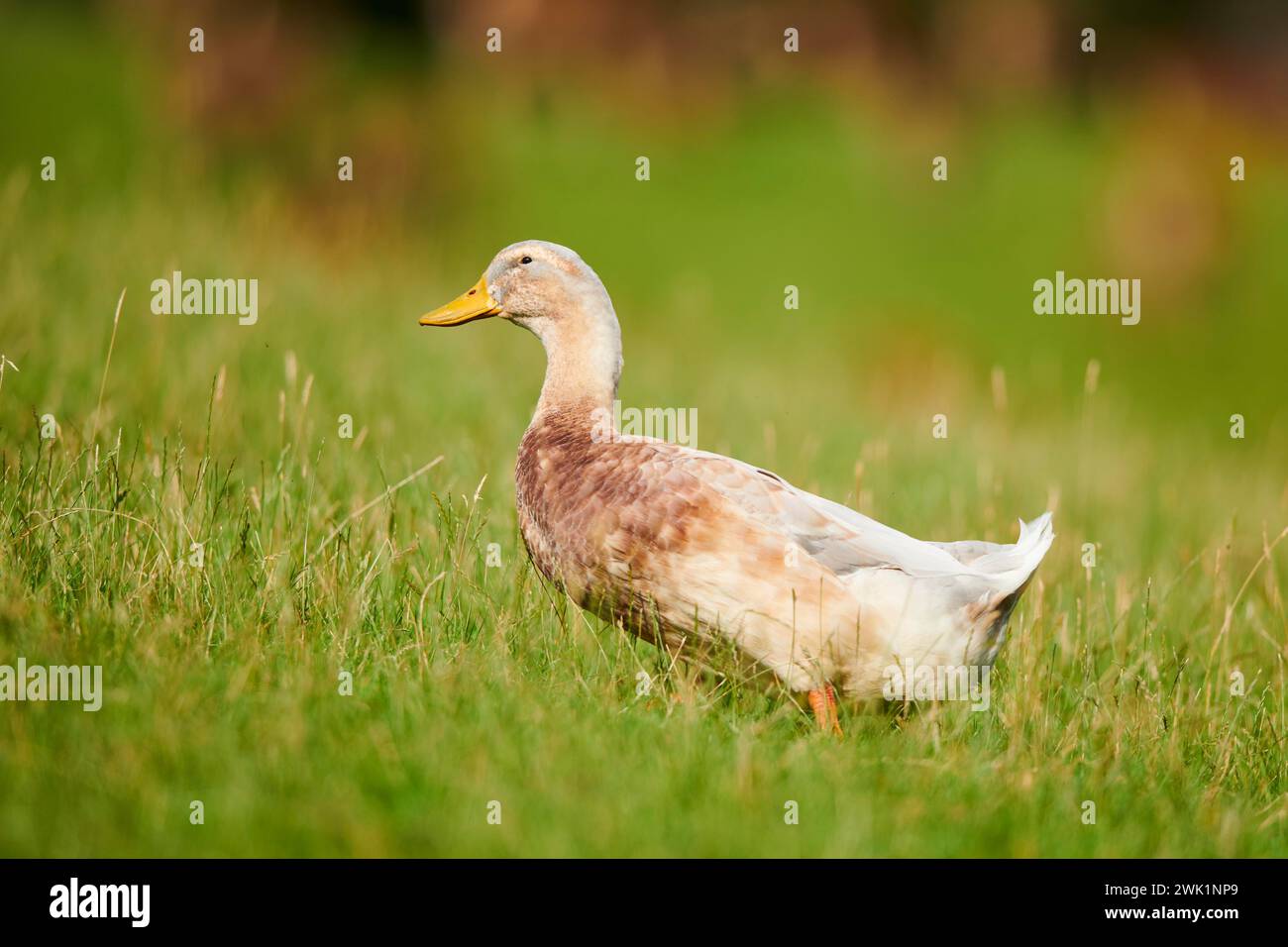 Domestic duck (Anas platyrhynchos domesticus) walking on a meadow ...