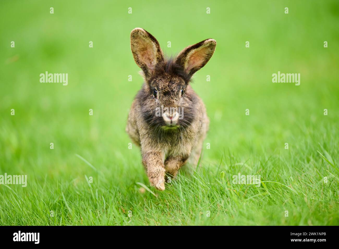 Domesticated rabbit (Oryctolagus cuniculus forma domestica) running on ...