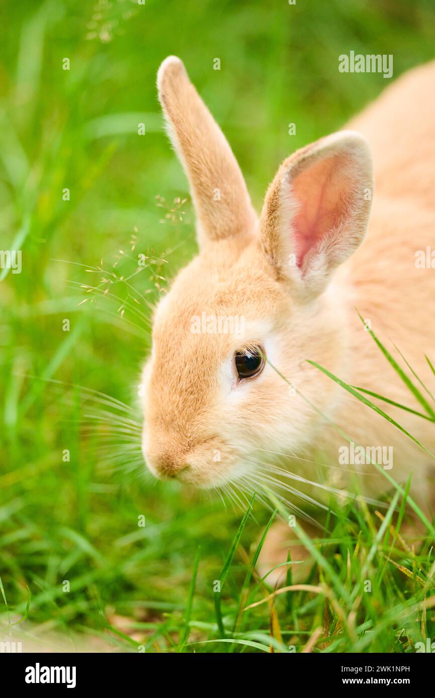 Domesticated rabbit (Oryctolagus cuniculus forma domestica) sitting on ...