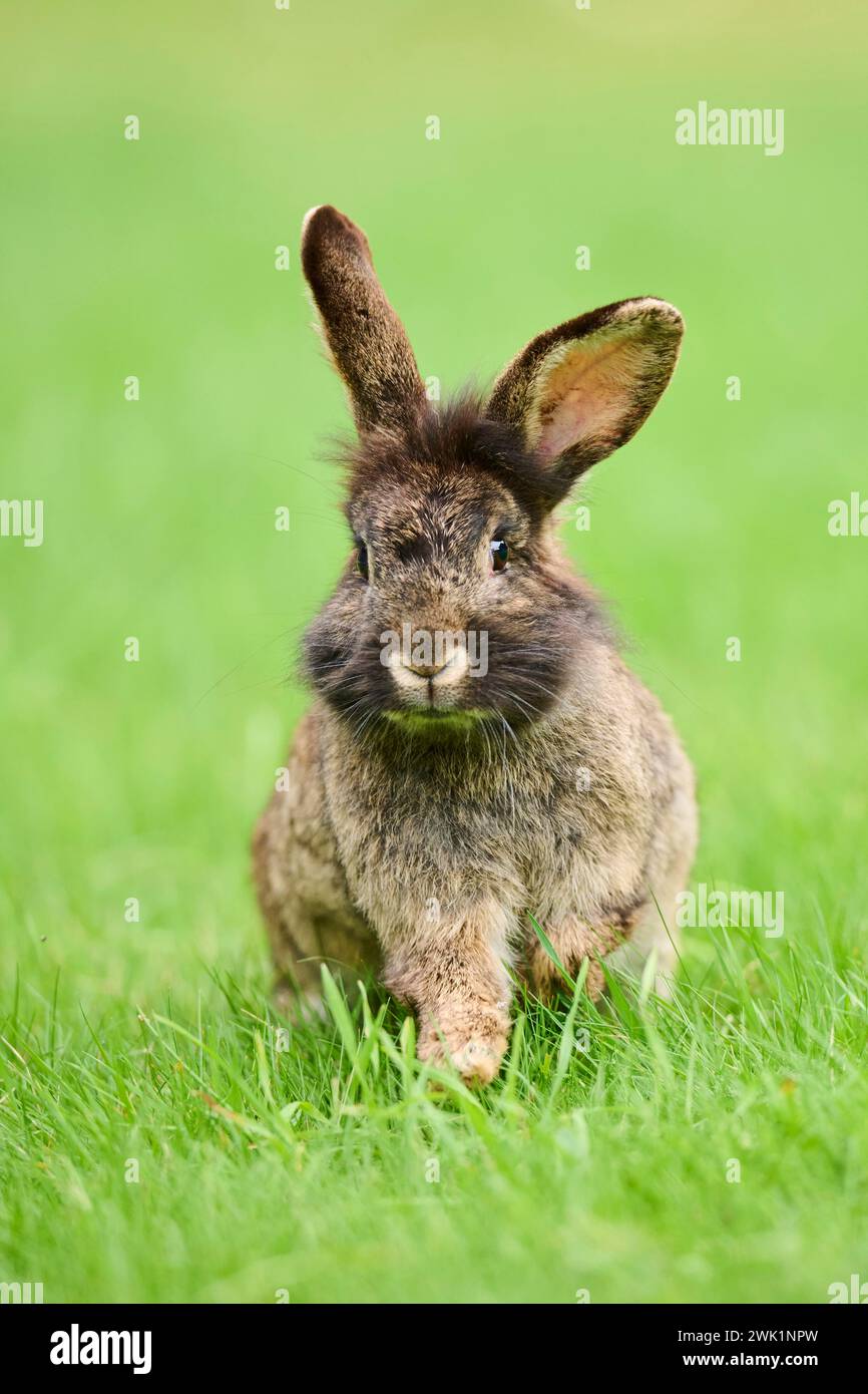 Domesticated rabbit (Oryctolagus cuniculus forma domestica) running on ...