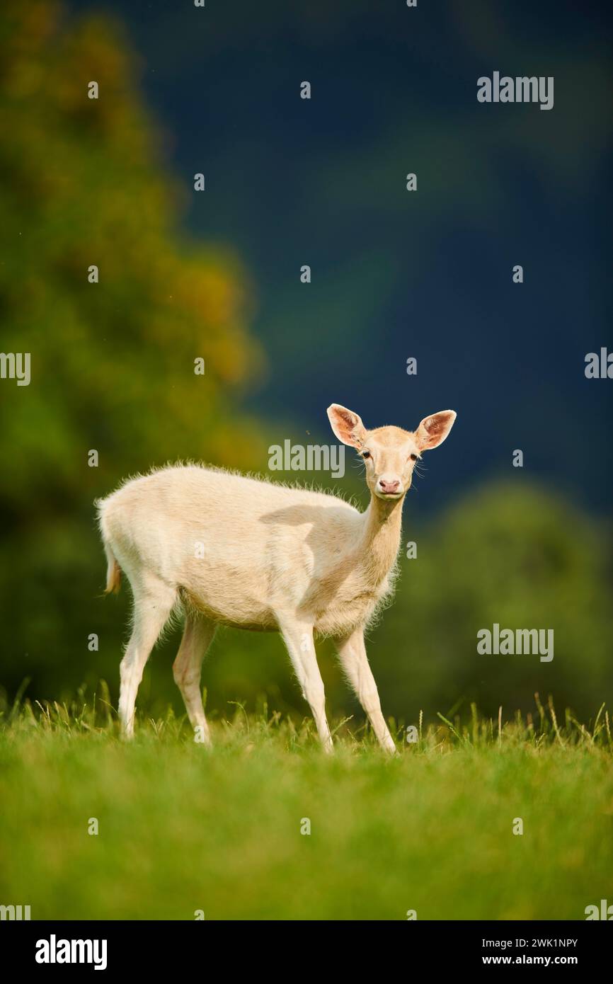 European fallow deer (Dama dama) doe walking on a meadow, Kitzbuehel ...