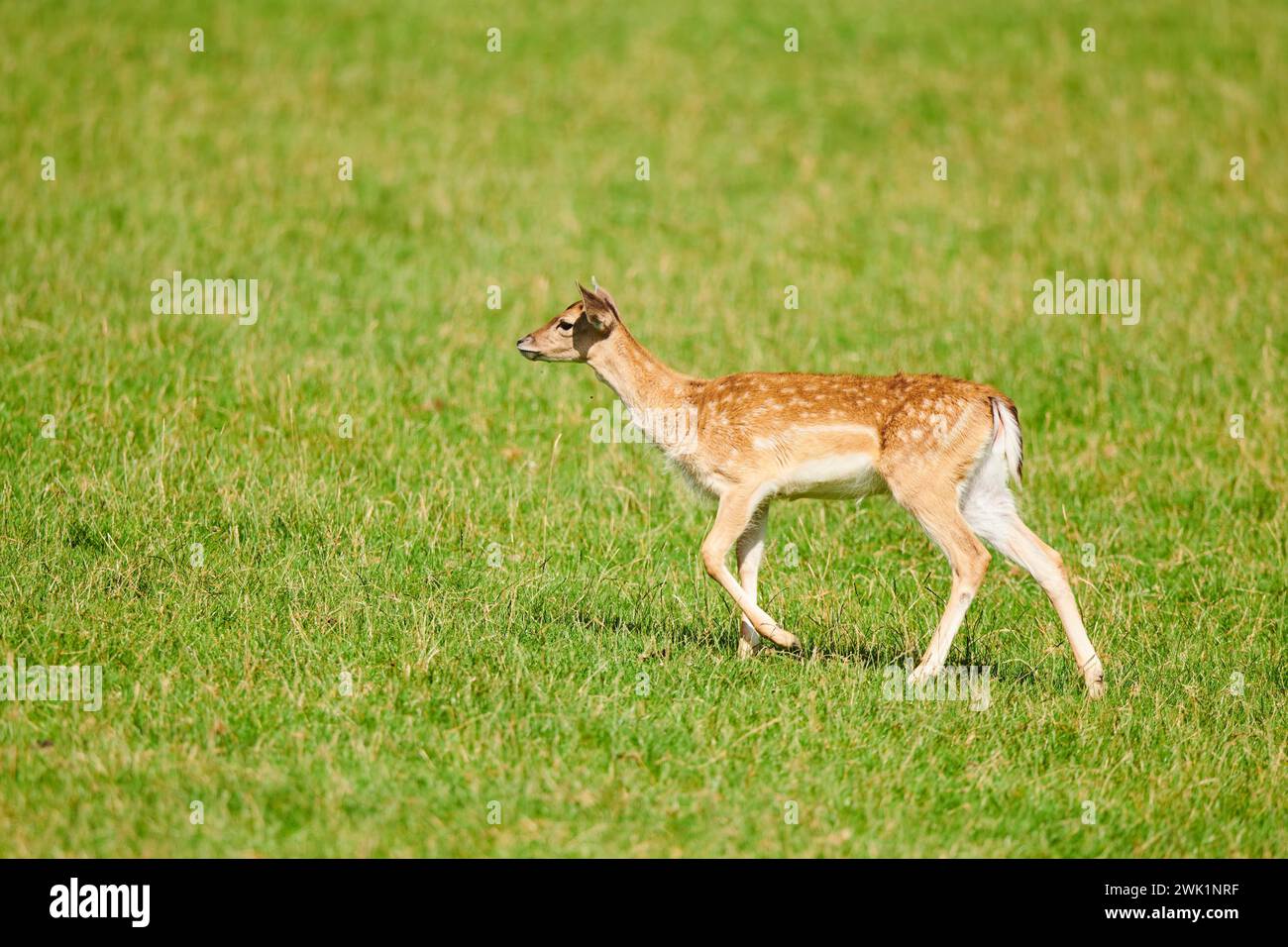 European fallow deer (Dama dama) fawn walking on a meadow, Kitzbuehel ...
