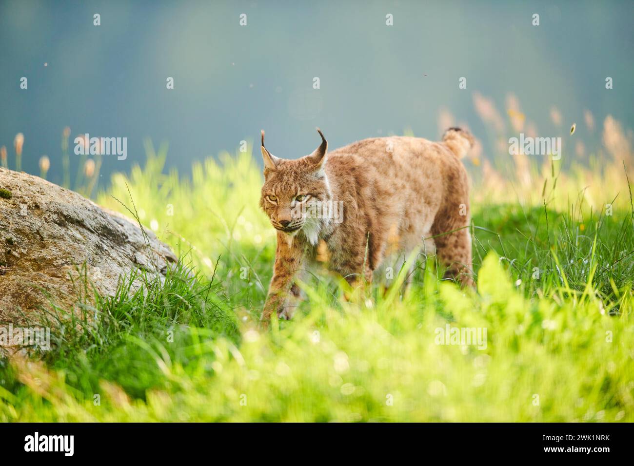 Eurasian lynx (Lynx lynx) walking through the grass, Wildpark Aurach ...