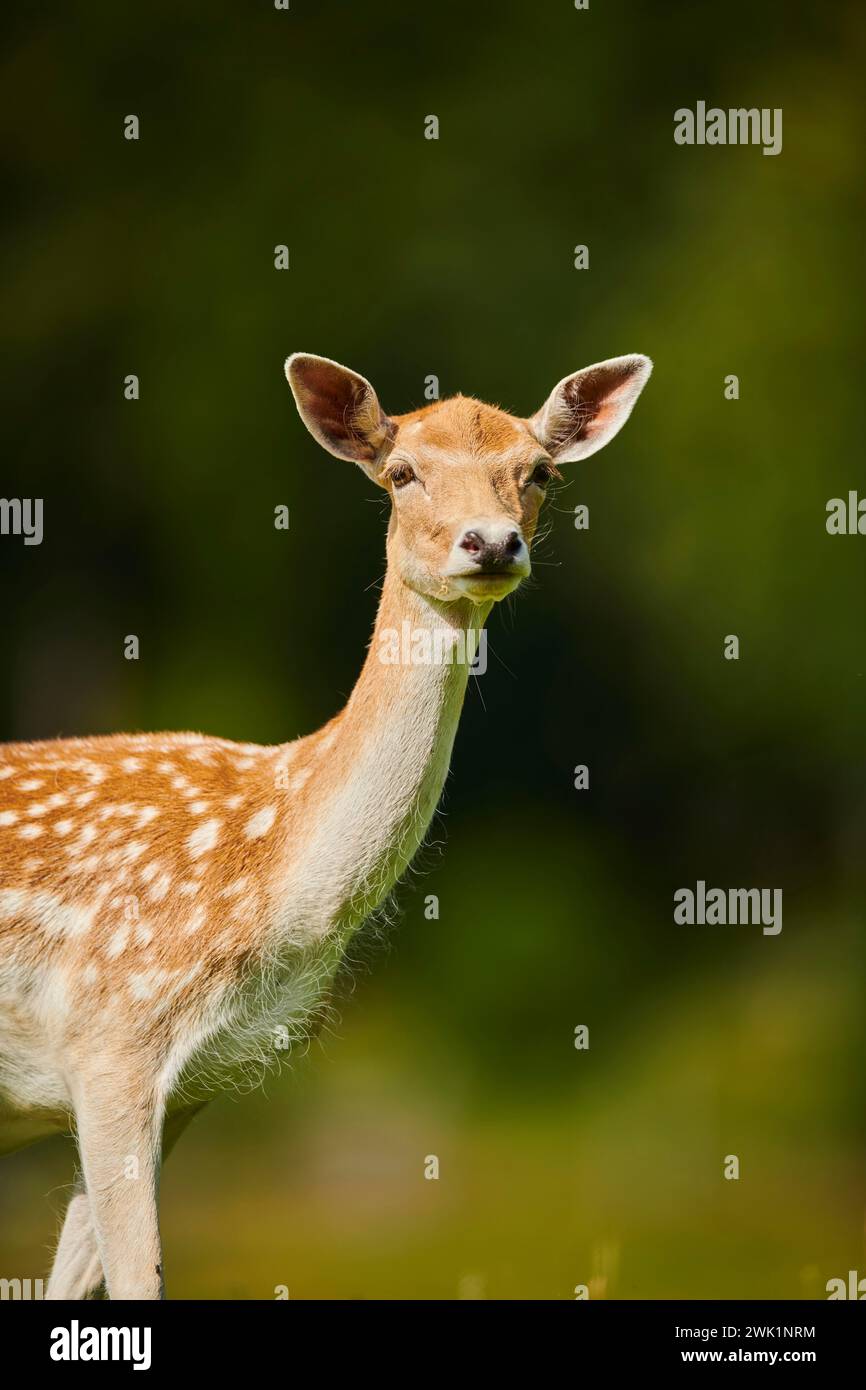 European fallow deer (Dama dama) doe, portrait, Kitzbuehel, Wildpark ...