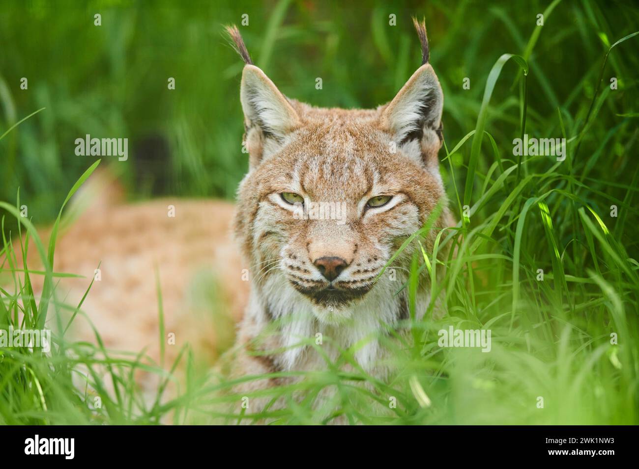 Eurasian lynx (Lynx lynx) lying in the grass, Wildpark Aurach ...