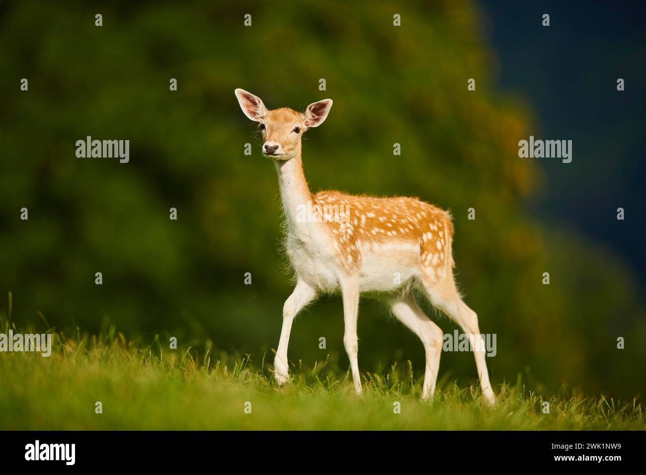 European fallow deer (Dama dama) doe walking on a meadow, Kitzbuehel ...
