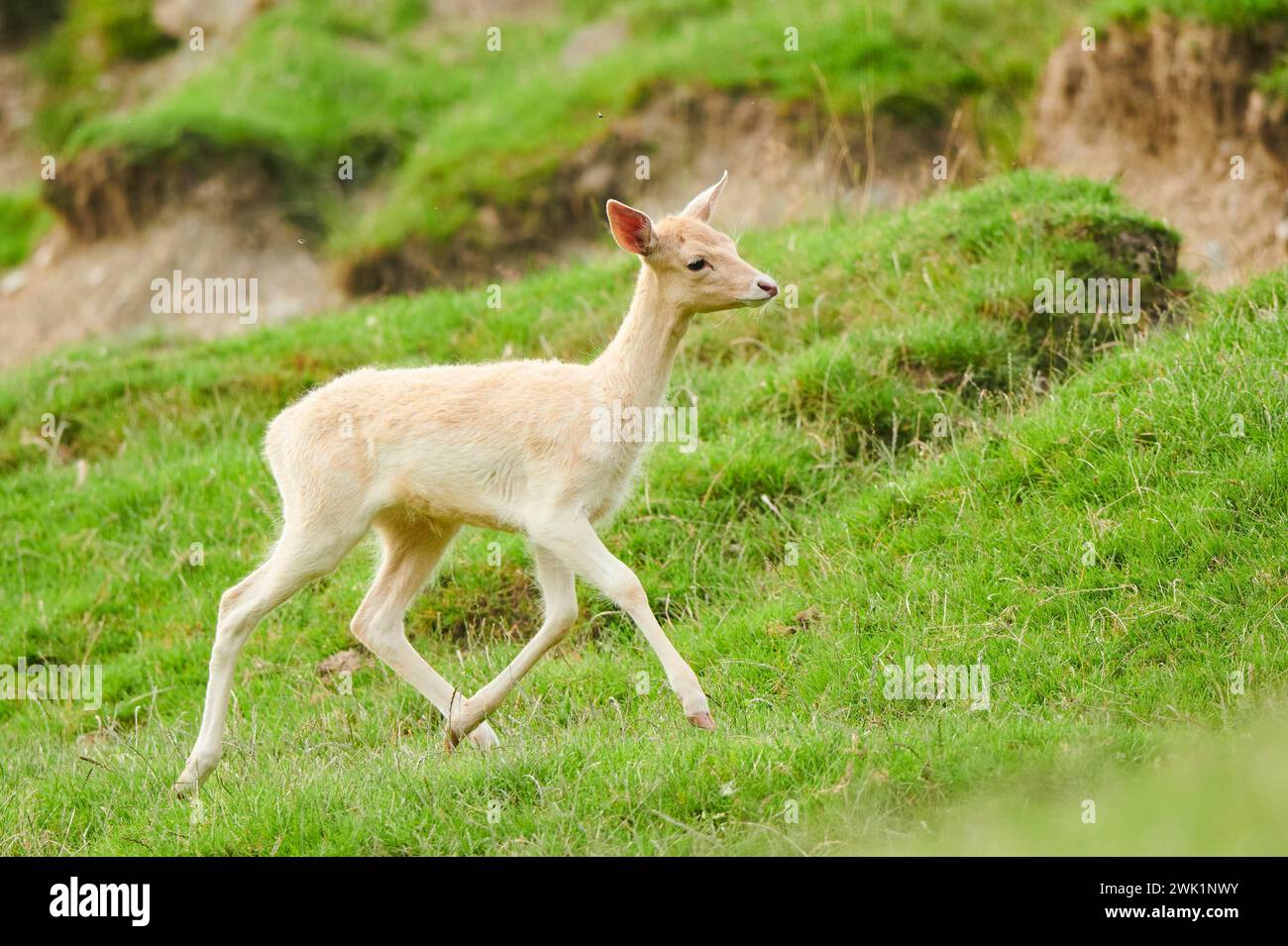European fallow deer (Dama dama) fawn walking on a meadow, Kitzbuehel ...